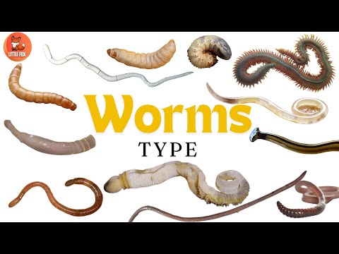 Worm Names | Learn 45 Worm Name in English for kids #kids #kidsvideo # ...